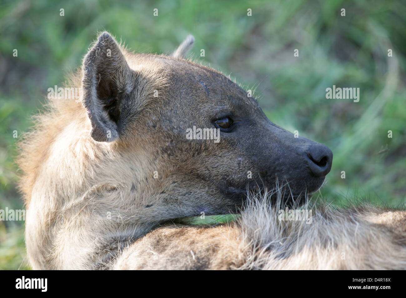 Close up of a Spotted hyena Crocuta crocuta laughing hyena looking over ...