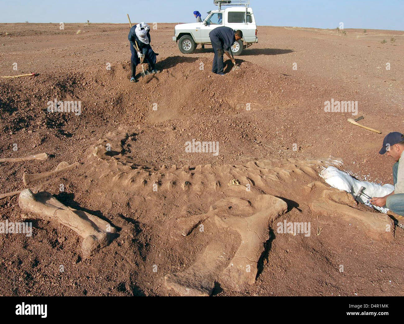 Dinosaur bones discovered hi-res stock photography and images - Alamy