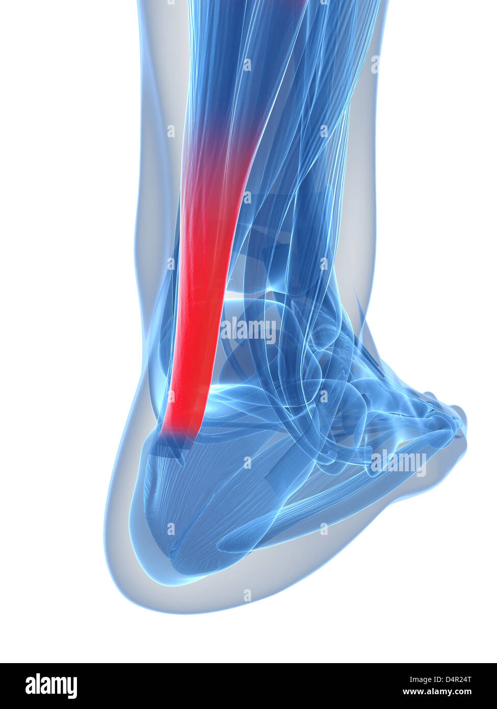 Human heel anatomy hi-res stock photography and images - Alamy