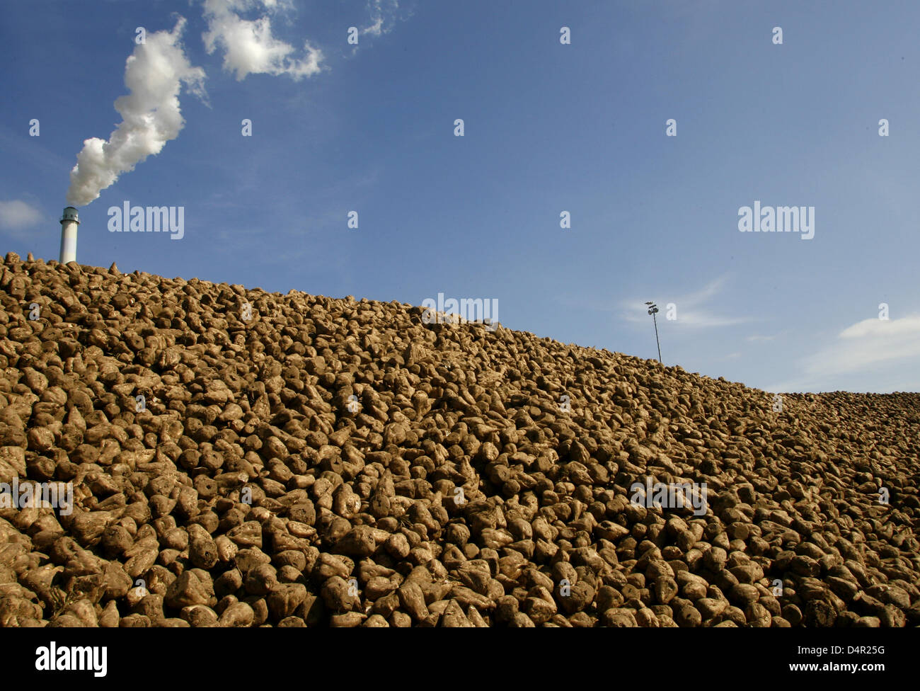A huge pile of sugar beets pictured at the sugar factory Pfeifer ...