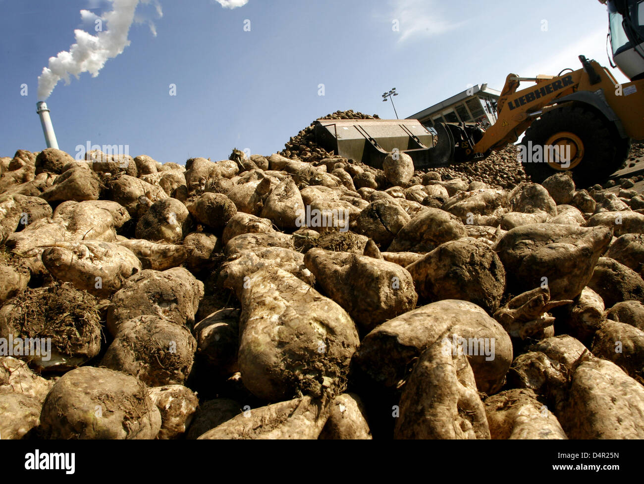 A huge pile of sugar beets pictured at the sugar factory Pfeifer ...