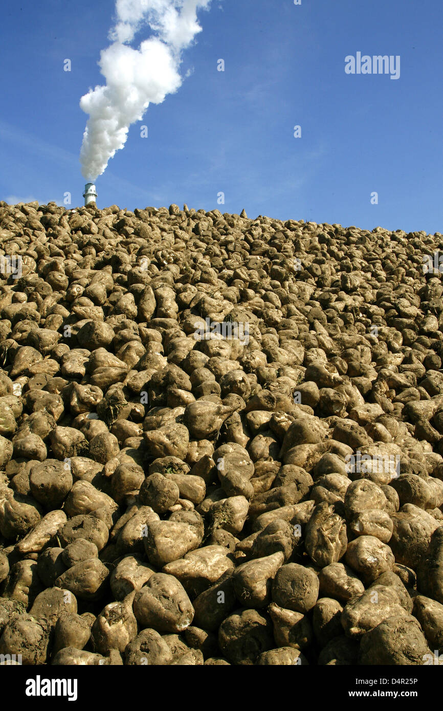 A huge pile of sugar beets pictured at the sugar factory Pfeifer ...