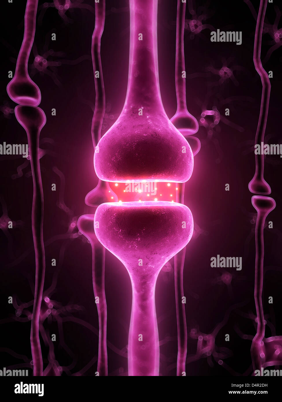 Neuron synapse anatomy hi-res stock photography and images - Alamy