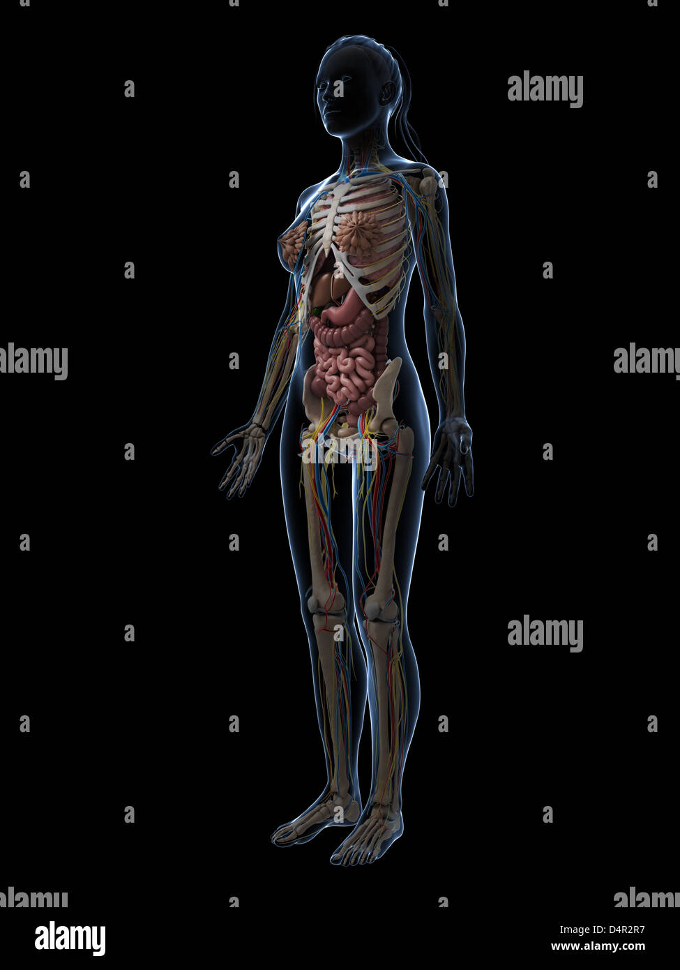 Female colon uterus diagram hi-res stock photography and images - Alamy