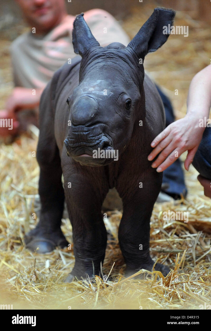 A baby rhinoceros explores his enclosure at the all-weather zoo in ...