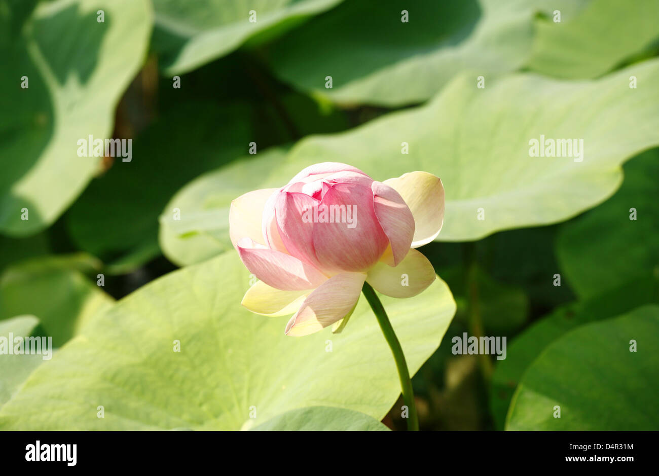 A flourishing lotus at the botanical garden ?Palmengarten? in Frankfurt ...
