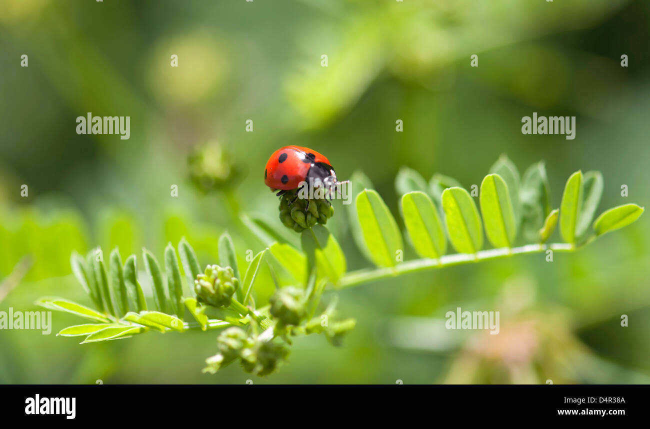 Ladybird crawling on the green plant Stock Photo - Alamy