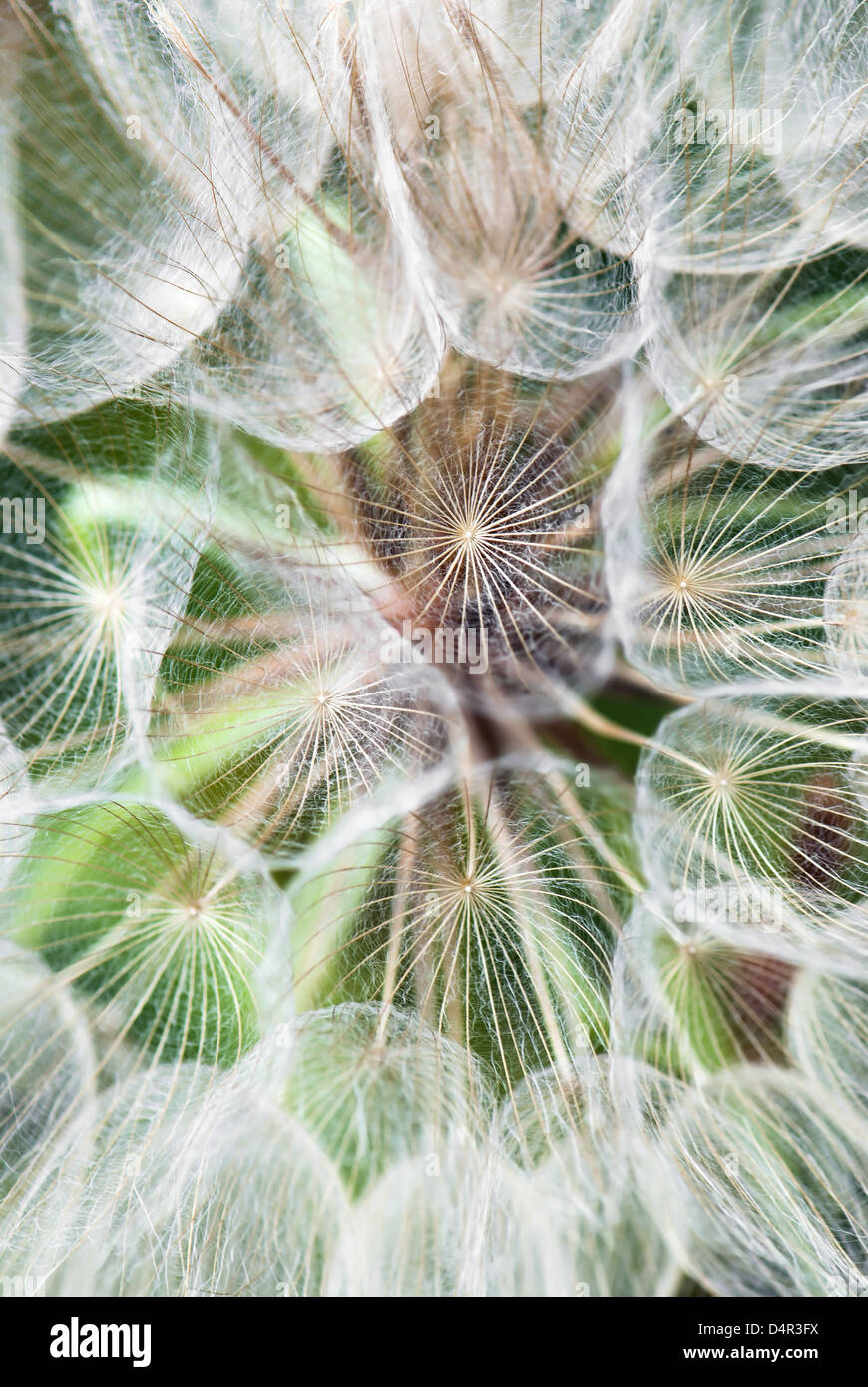 Floral parachutes hi-res stock photography and images - Alamy
