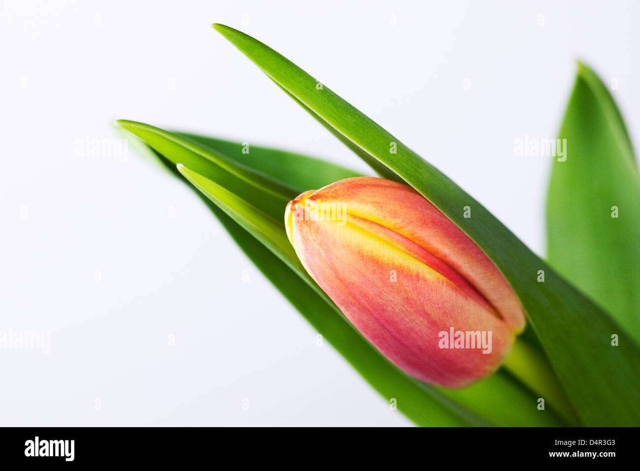 A single red and yellow tulip against a white background Stock Photo ...