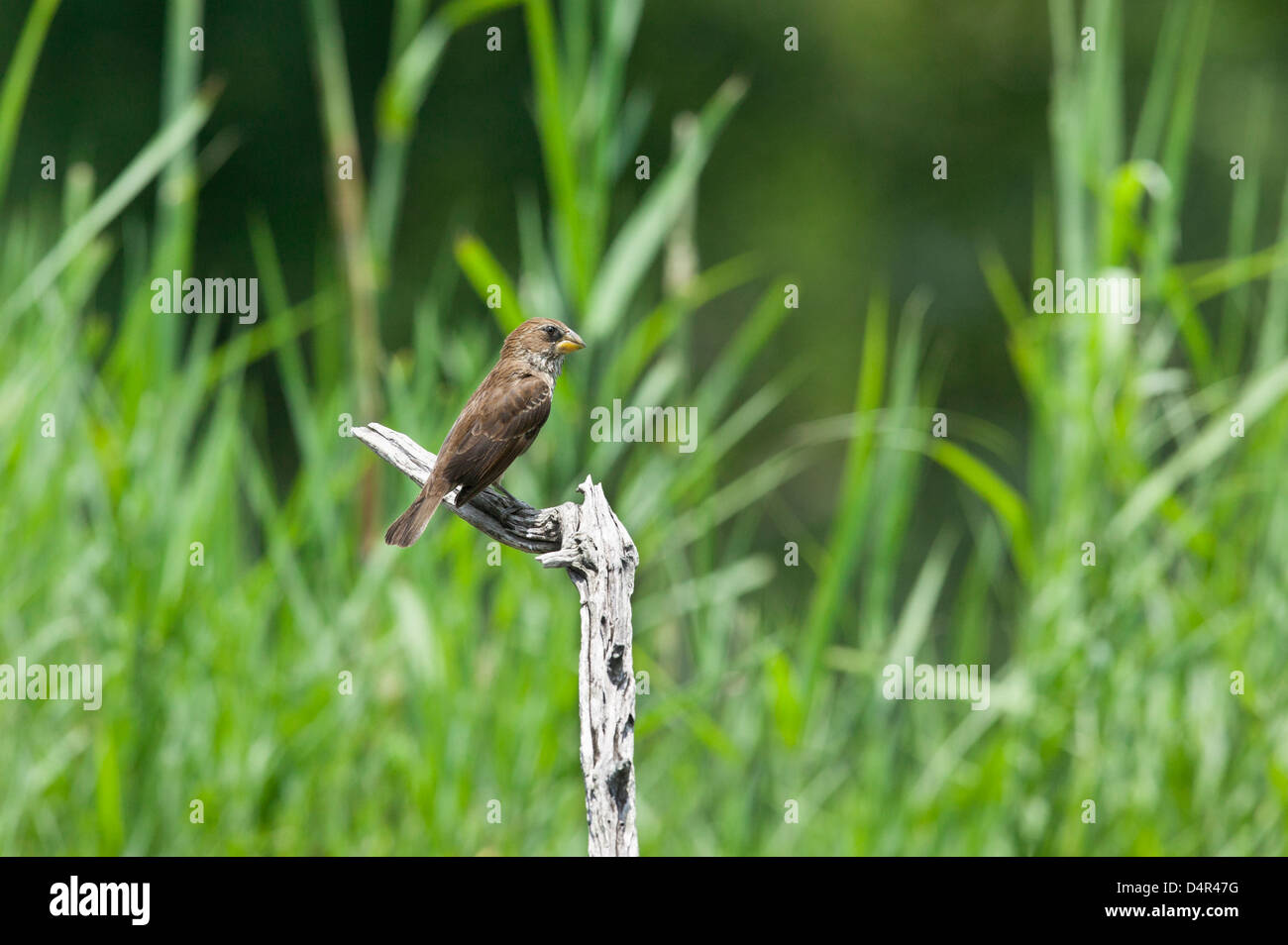 Thick billed weaver bird hi-res stock photography and images - Alamy