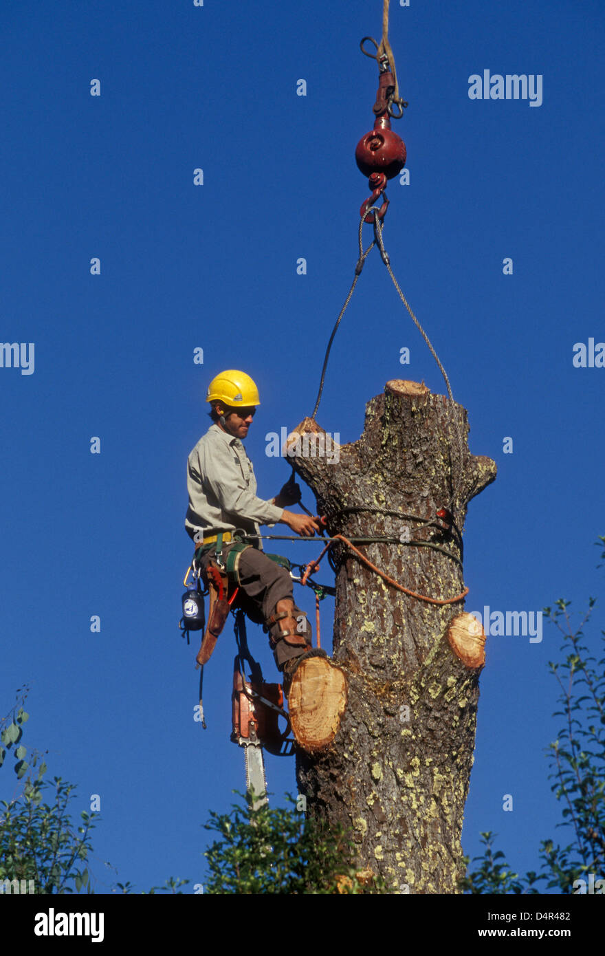 Woodcutter america hi-res stock photography and images - Alamy