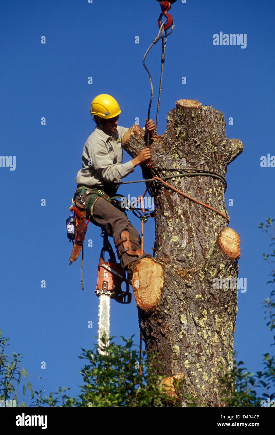 Woodcutter america hi-res stock photography and images - Alamy