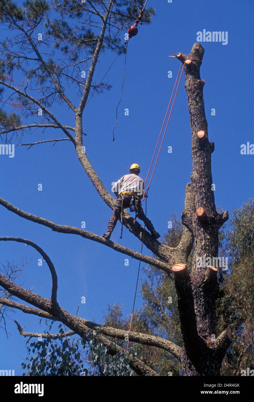 Feller High Resolution Stock Photography and Images - Alamy