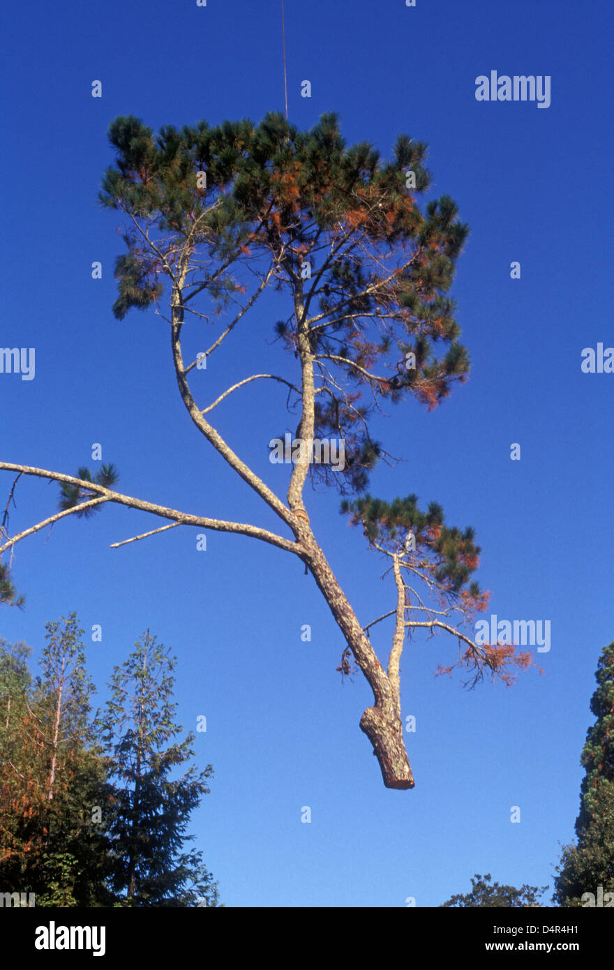 Woodcutter america hi-res stock photography and images - Alamy