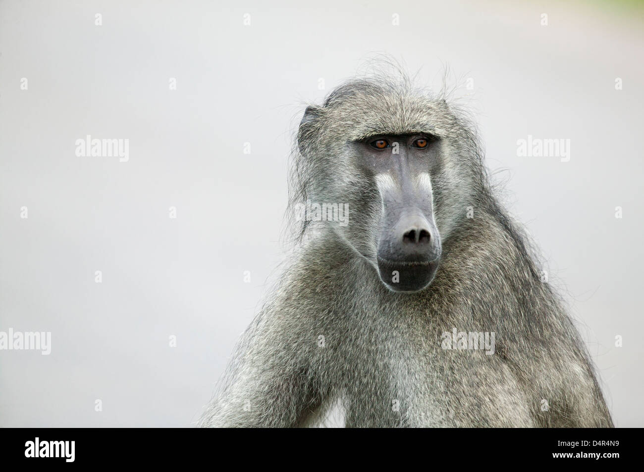 Wrath of the world hi-res stock photography and images - Alamy