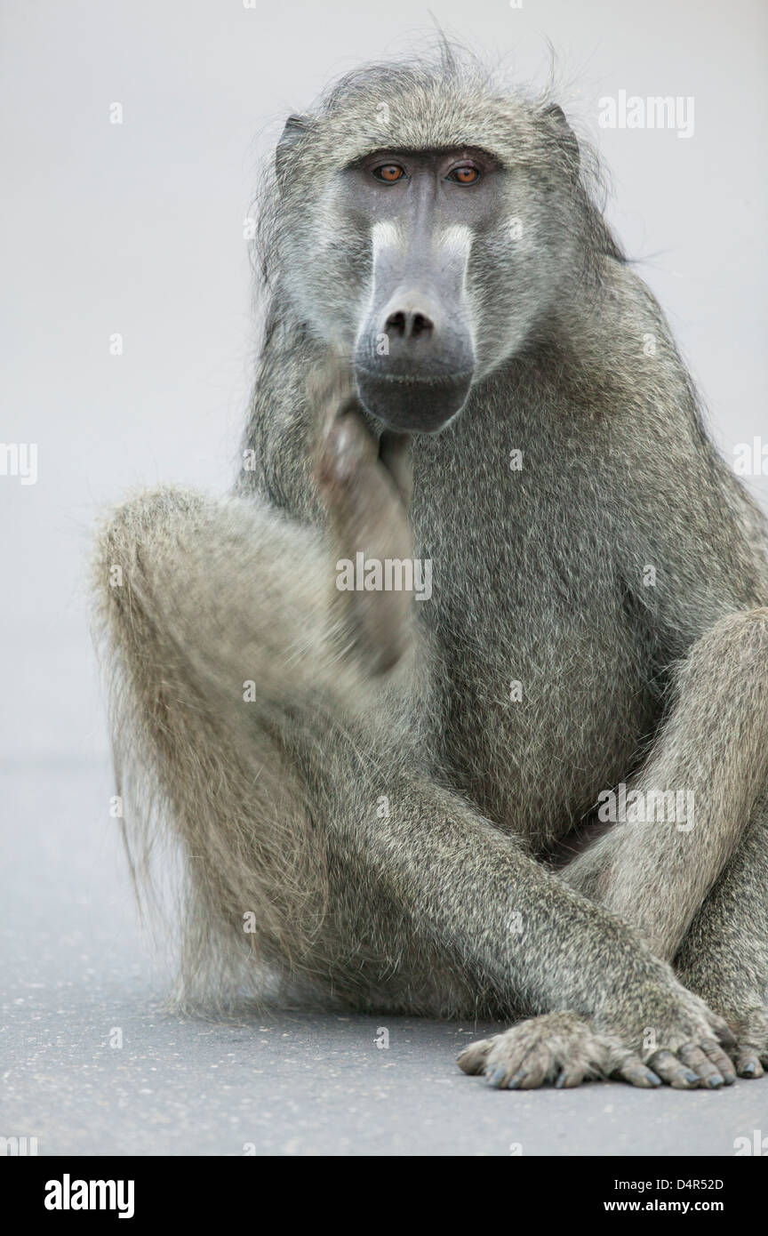 Monkey scratching chin hi-res stock photography and images - Alamy