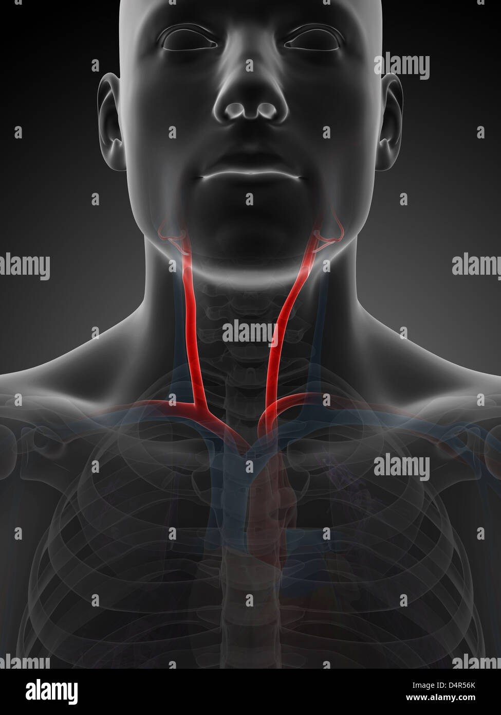 Carotid artery hi-res stock photography and images - Alamy