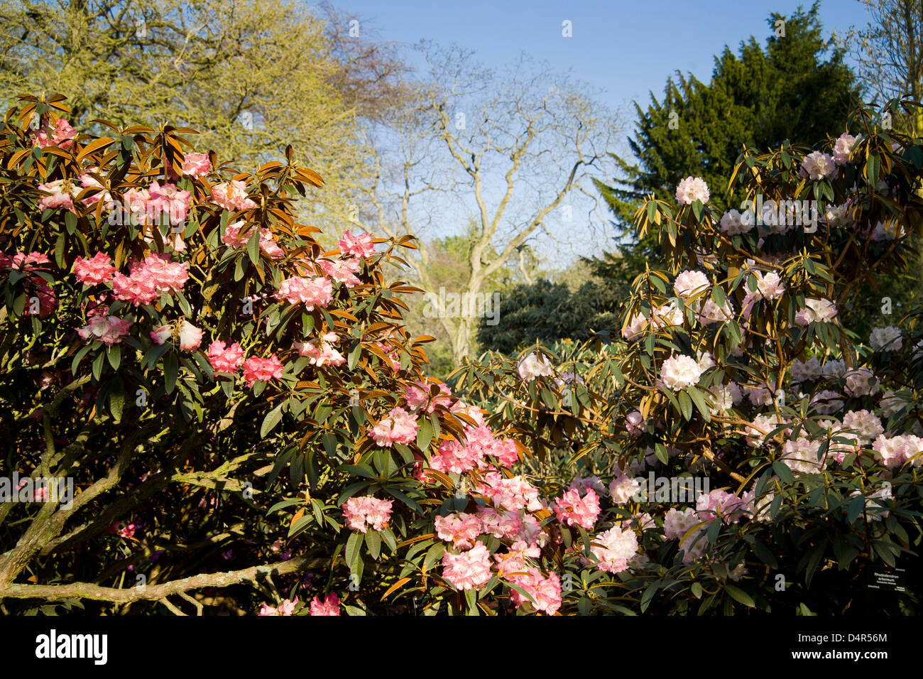 pink rododendrons in royal botanic gardens Stock Photo - Alamy