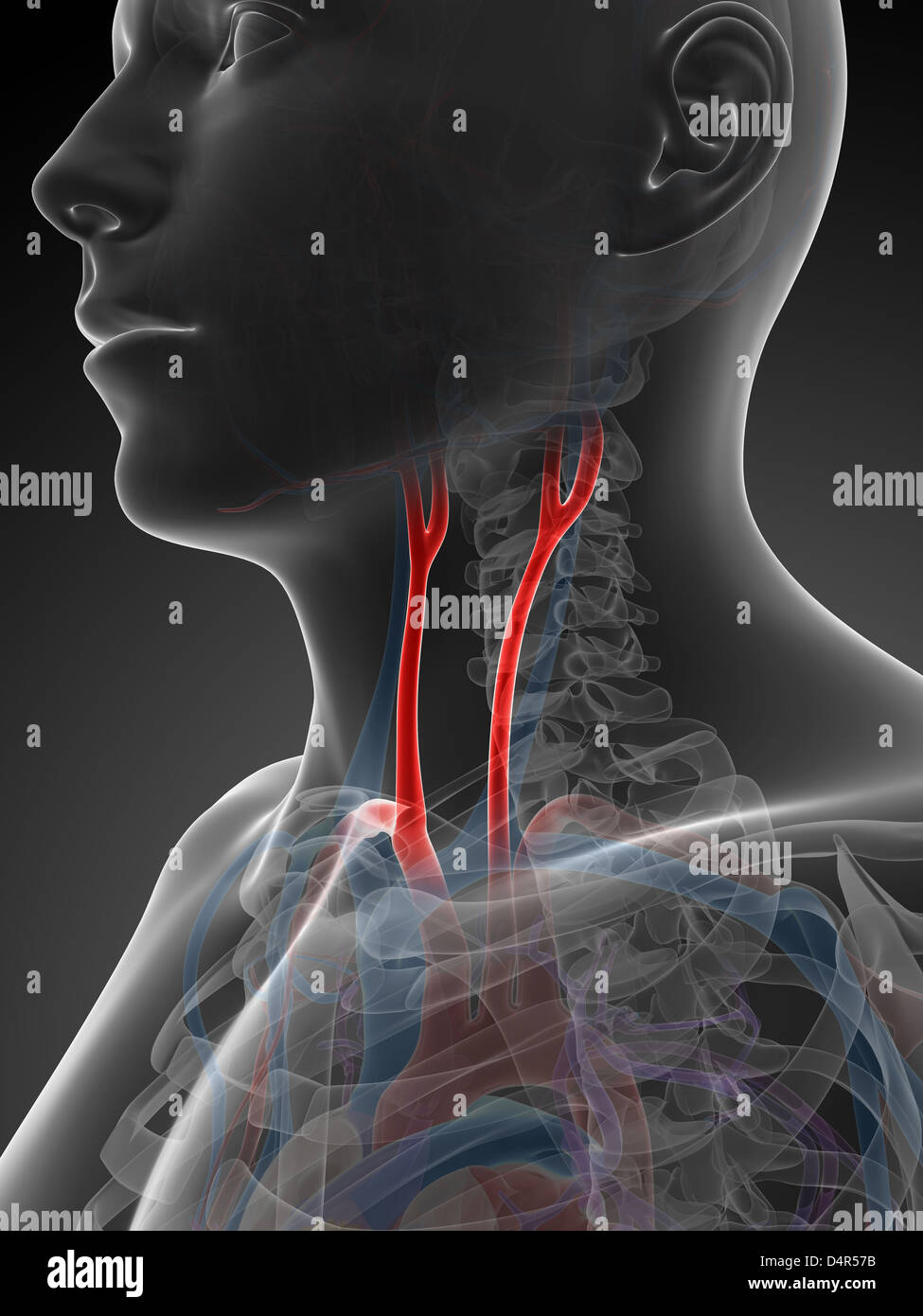 Human carotid artery illustration hi-res stock photography and images ...