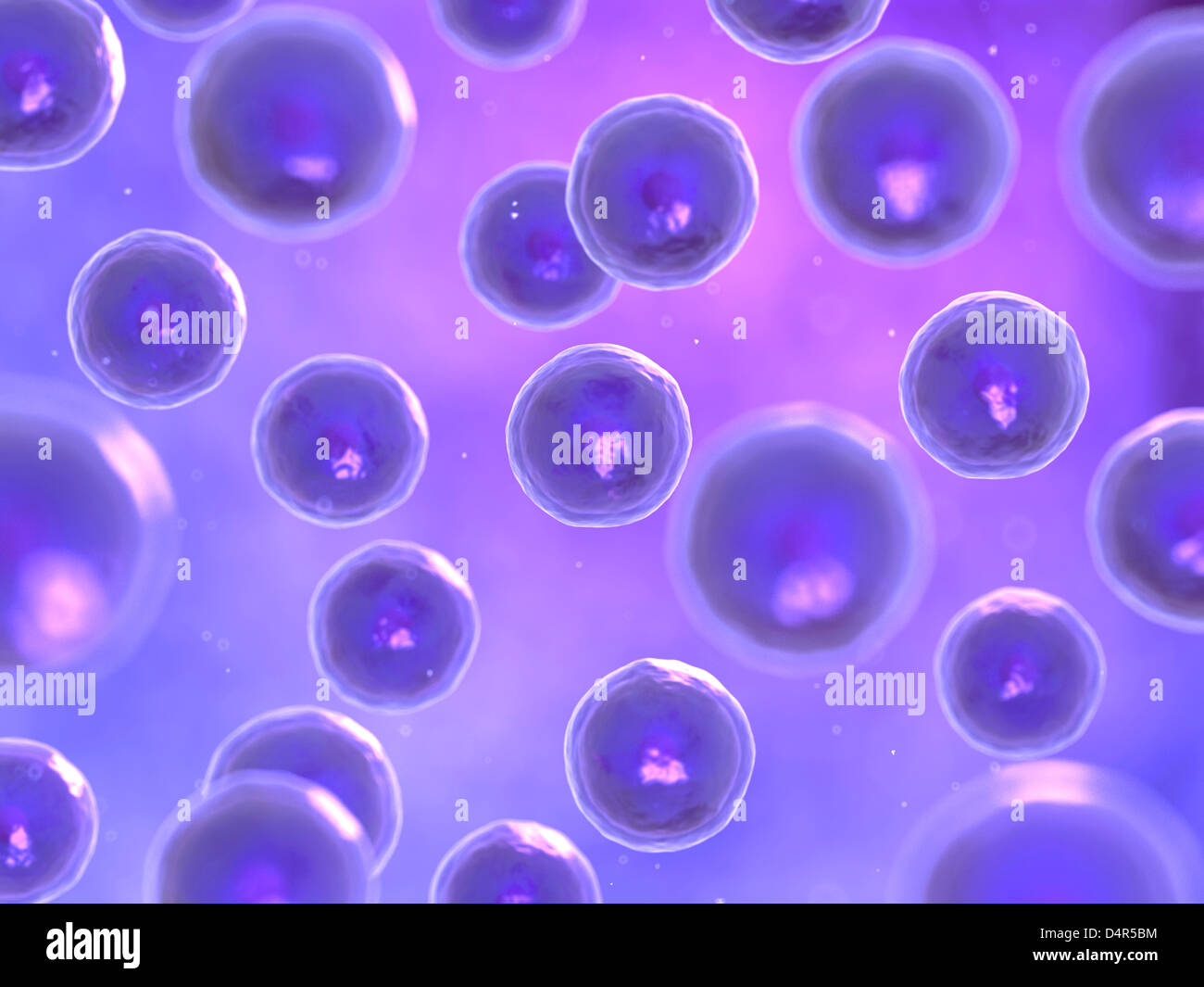 Animal cell nucleus hi-res stock photography and images - Alamy