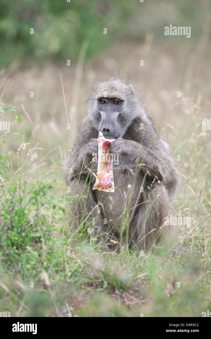 Stolen Food High Resolution Stock Photography and Images - Alamy