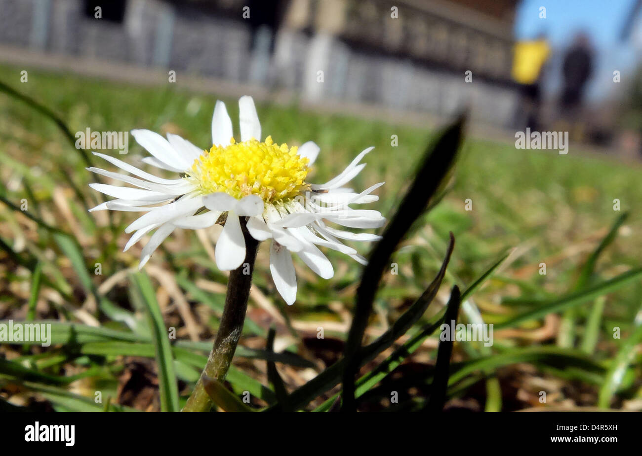 A daisy blooms in front of the art venue Kunstsammlung North Rhine ...