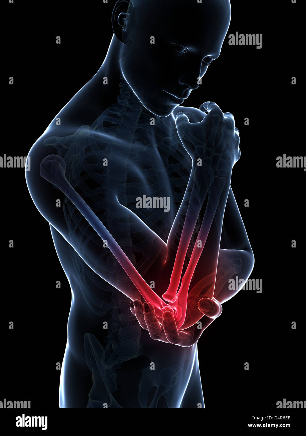 Human skeleton arm elbow anatomy hi-res stock photography and images ...