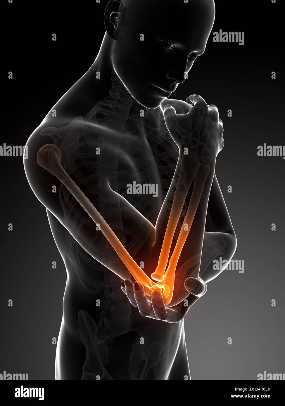 Human skeleton arm elbow anatomy hi-res stock photography and images ...