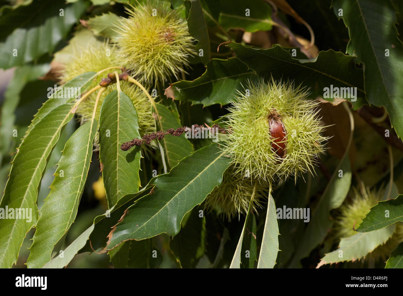Chestnuts captured shortly before falling from a tree in Mainz, Germany ...