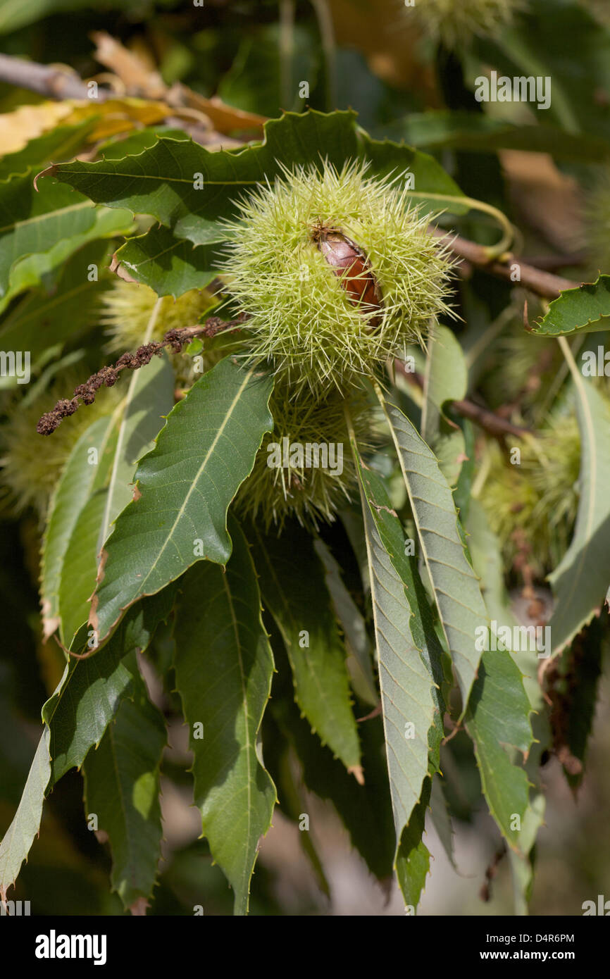 Chestnuts captured shortly before falling from a tree in Mainz, Germany ...