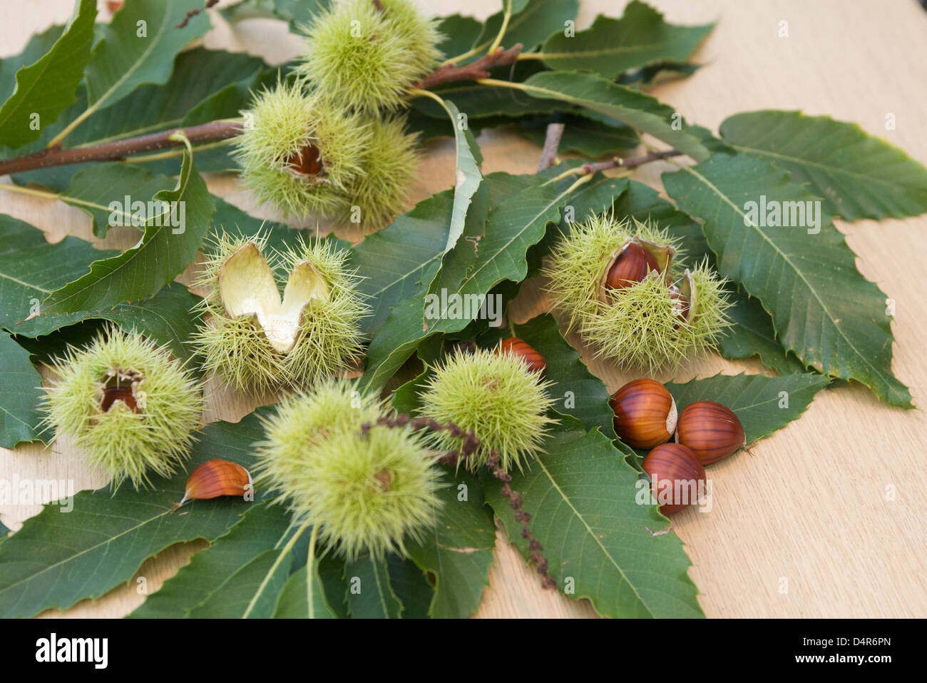 Chestnuts captured shortly before falling from a tree in Mainz, Germany ...