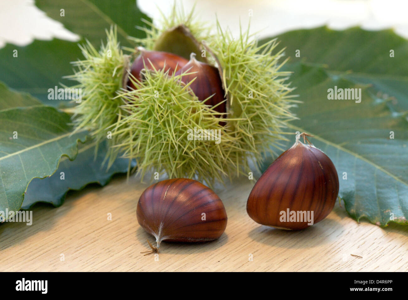 Chestnuts captured shortly before falling from a tree in Mainz, Germany ...