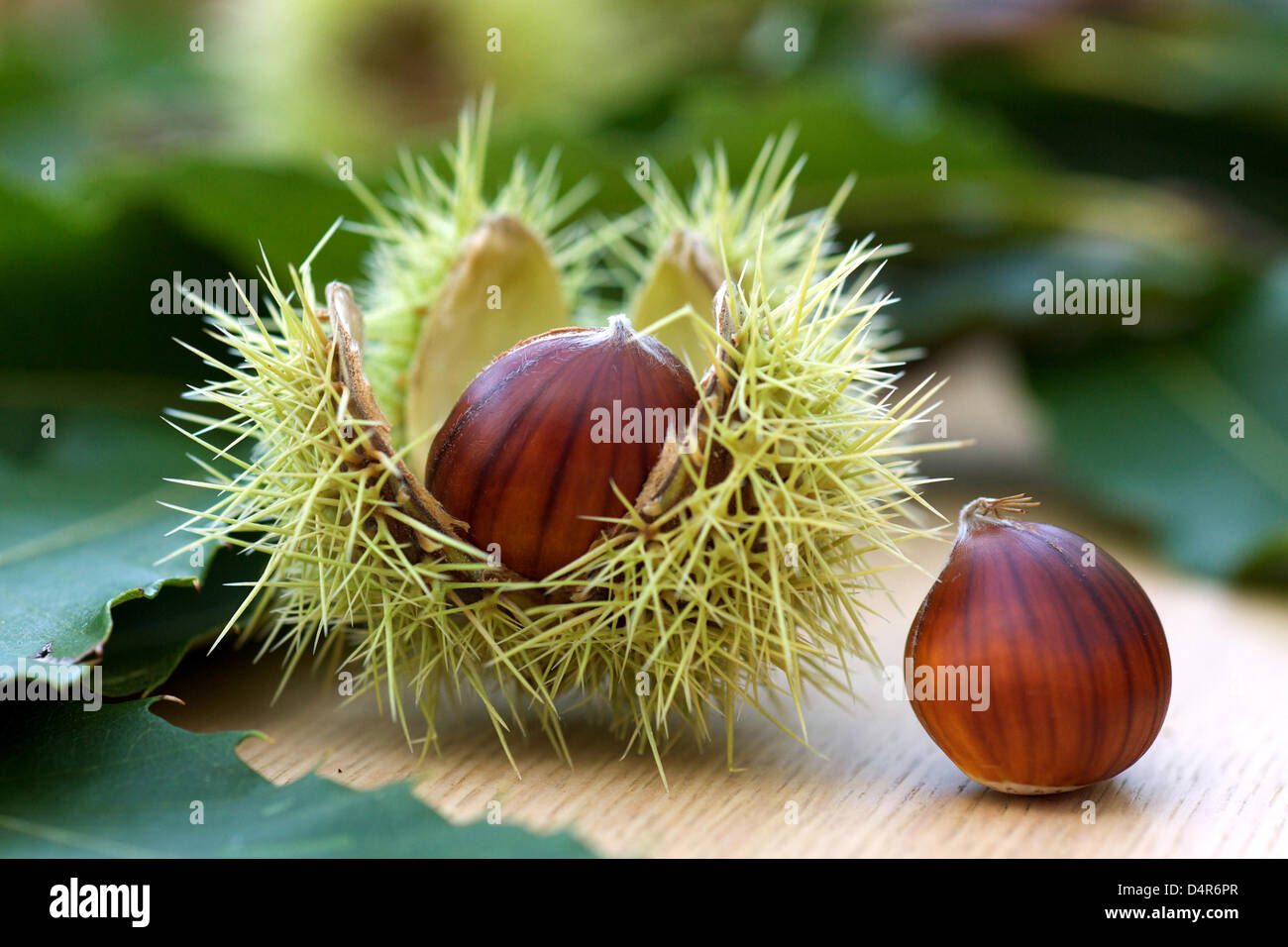 Chestnuts captured shortly before falling from a tree in Mainz, Germany ...