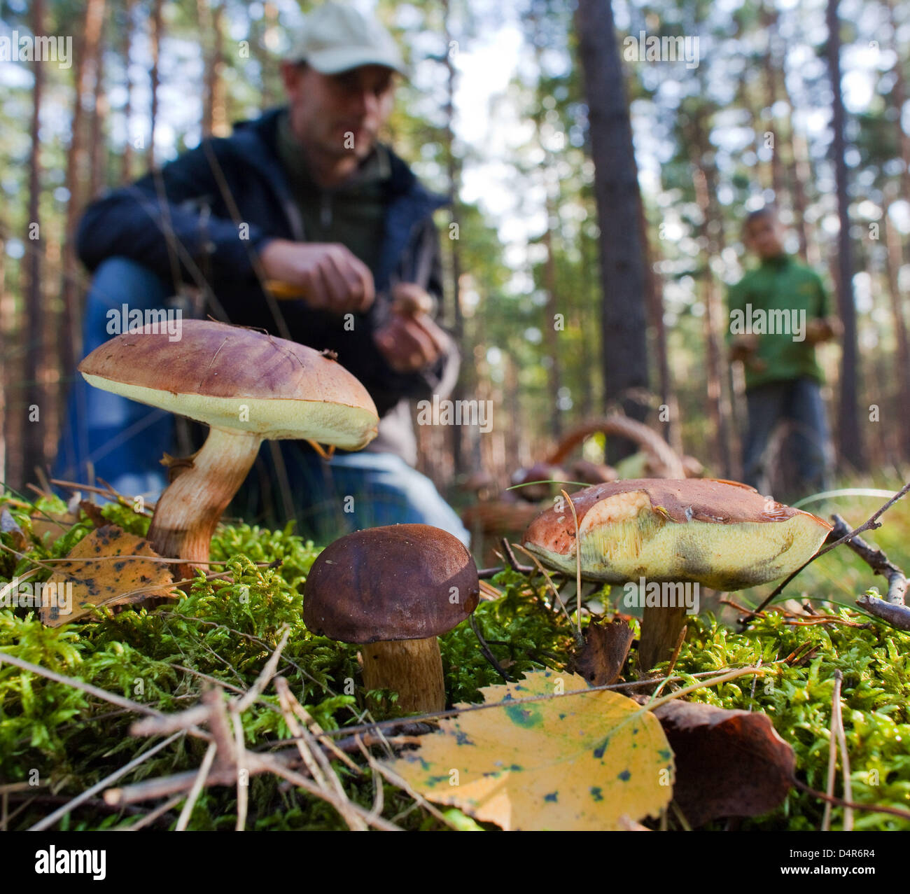 A basket full of bay boletes collected near Briesen, Germany, 04 ...