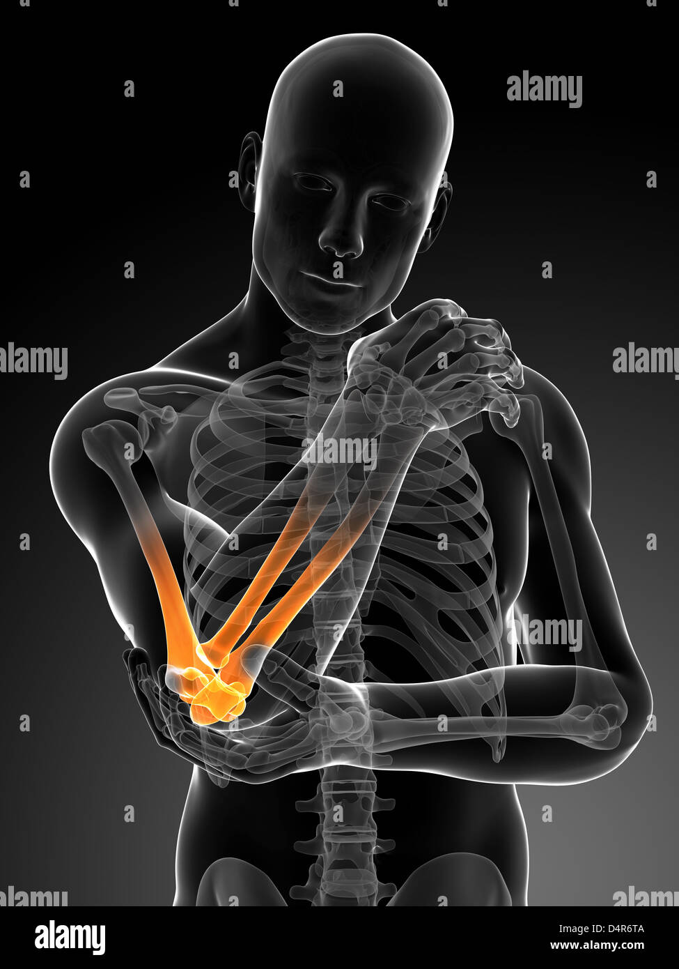Human skeleton arm elbow anatomy hi-res stock photography and images ...