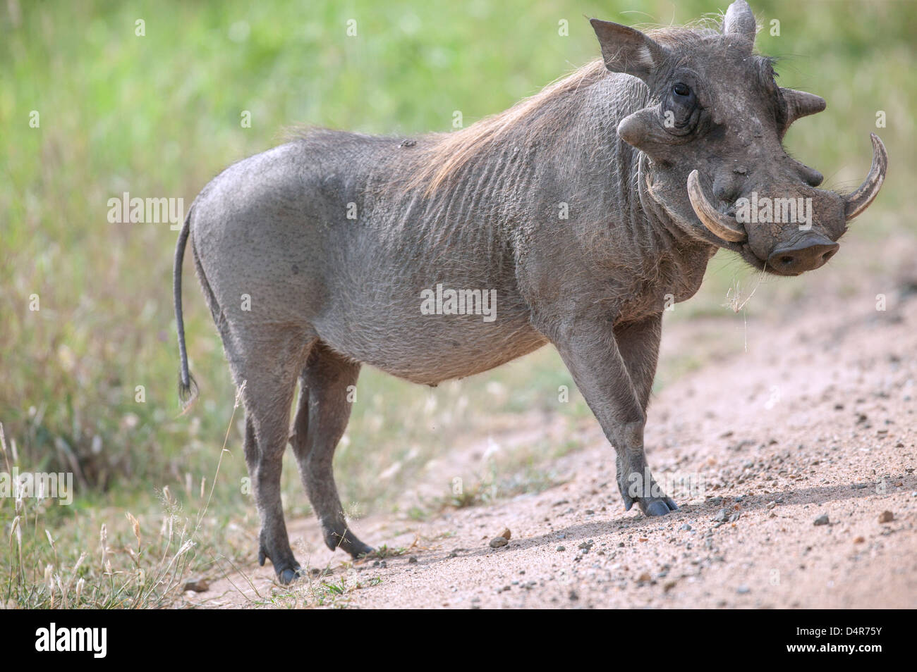 Male pig with tusks hi-res stock photography and images - Alamy