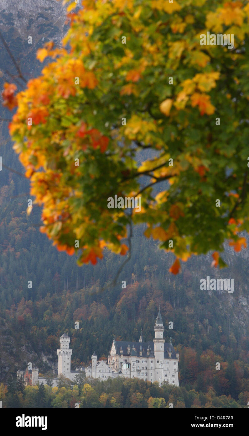 Neuschwanstein Castle stands behind an autumnly coloured tree near ...