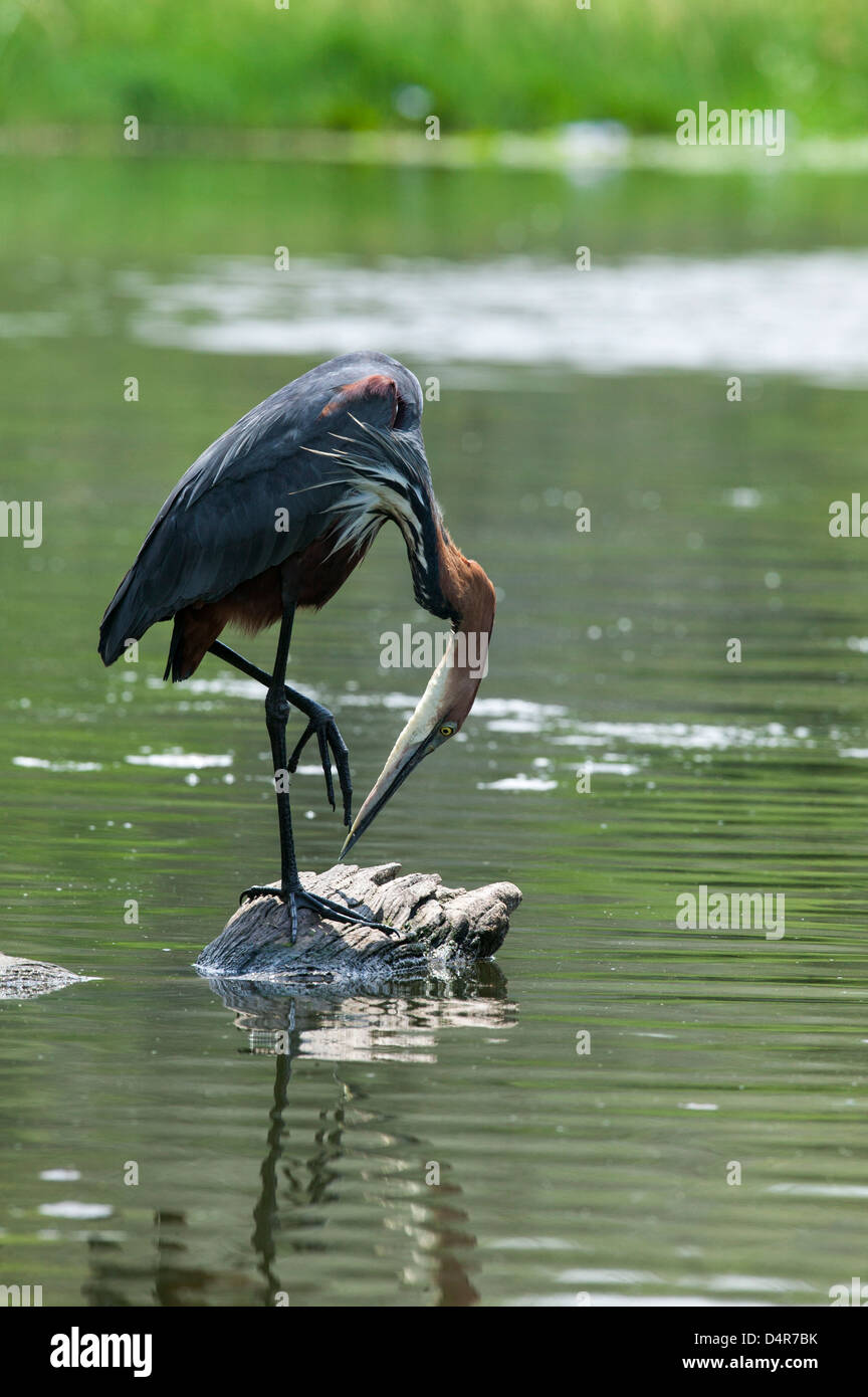 The Goliath Heron or Giant Heron Ardea goliath Head down standing on a ...