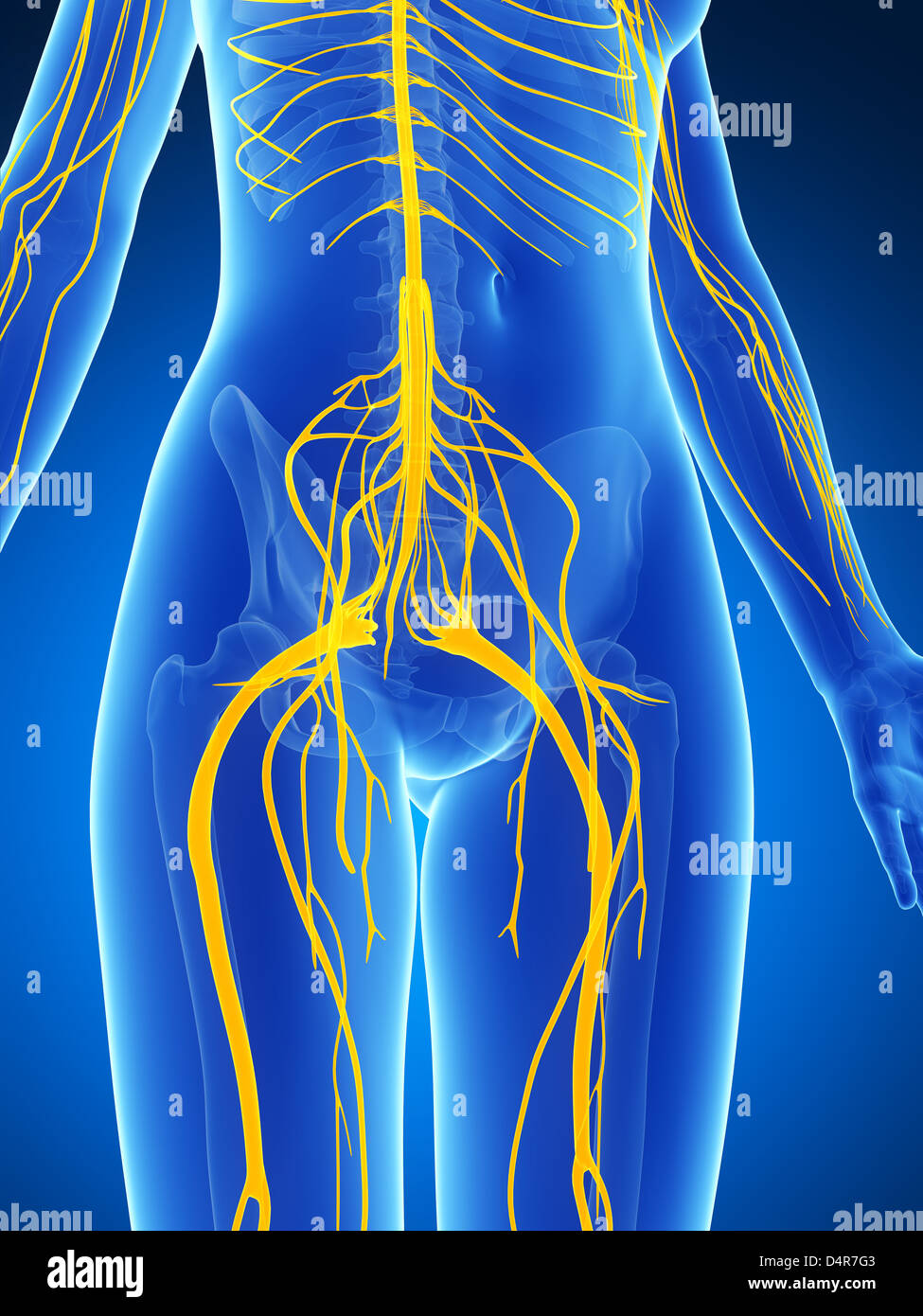 Female nervous system Stock Photo - Alamy