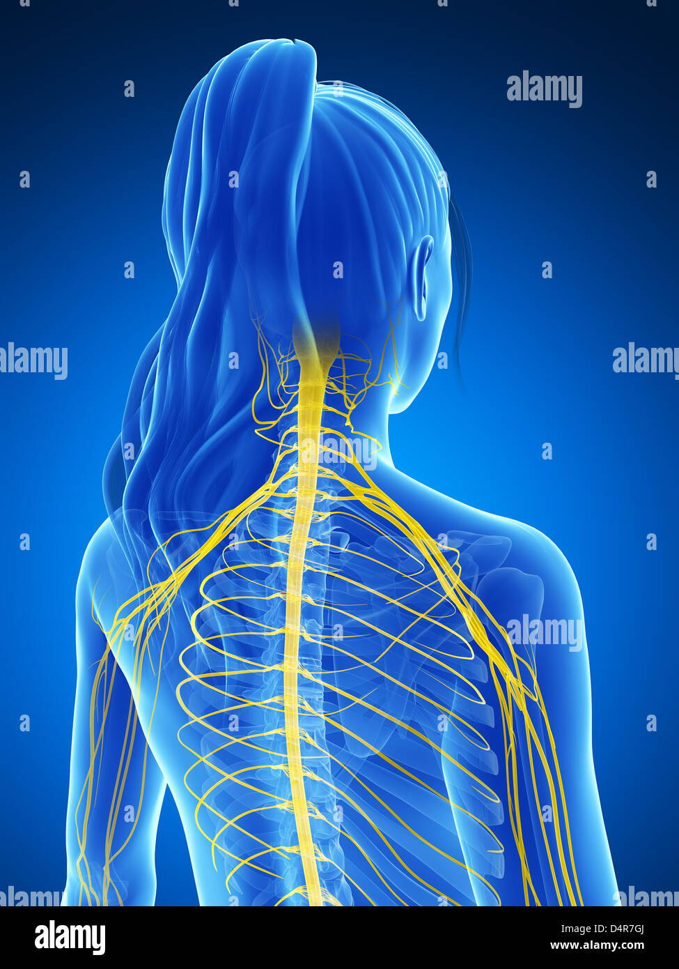 Female central nervous system hi-res stock photography and images - Alamy