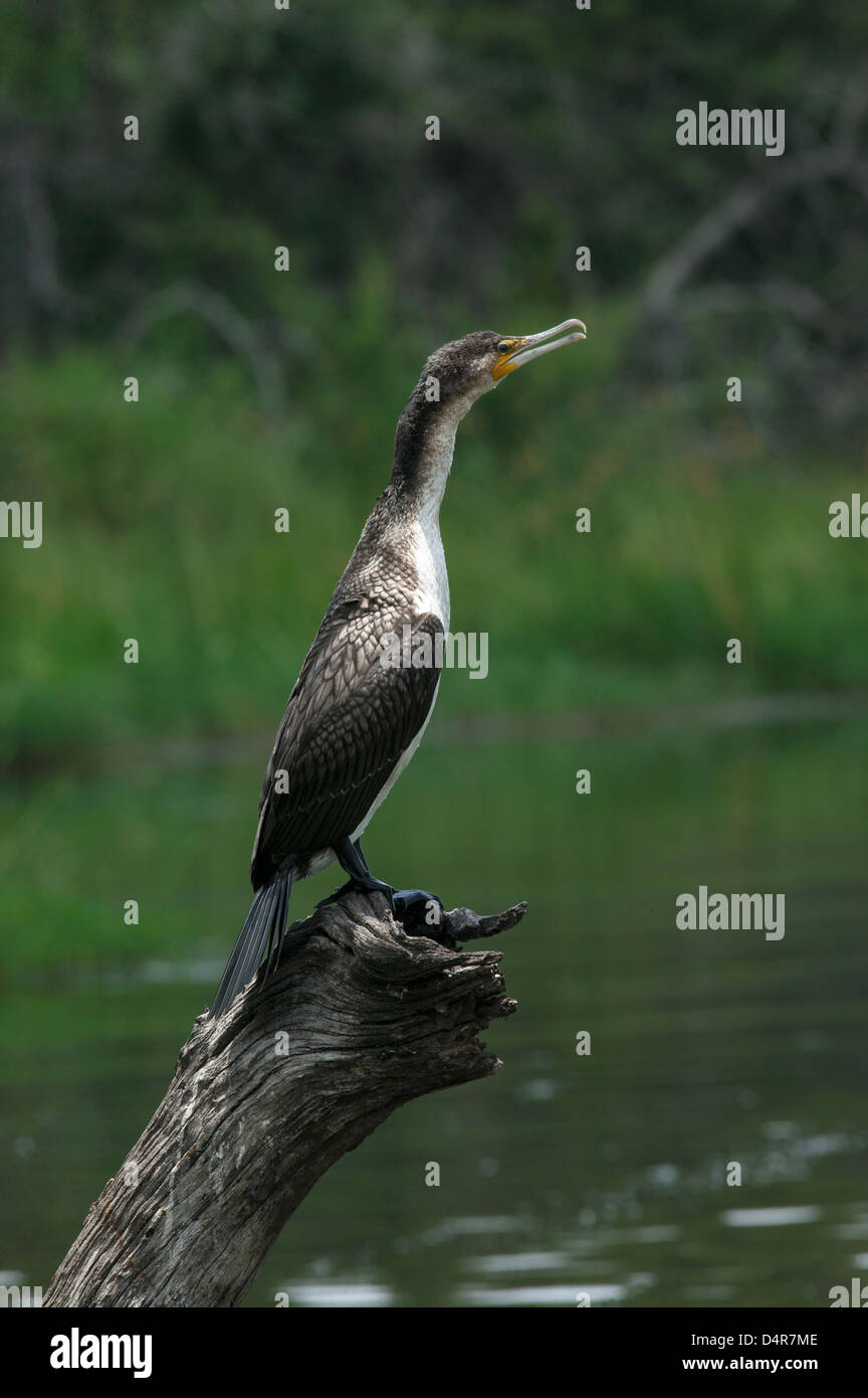White breasted Cormorant Phalacrocorax lucidus standing on an old lake ...