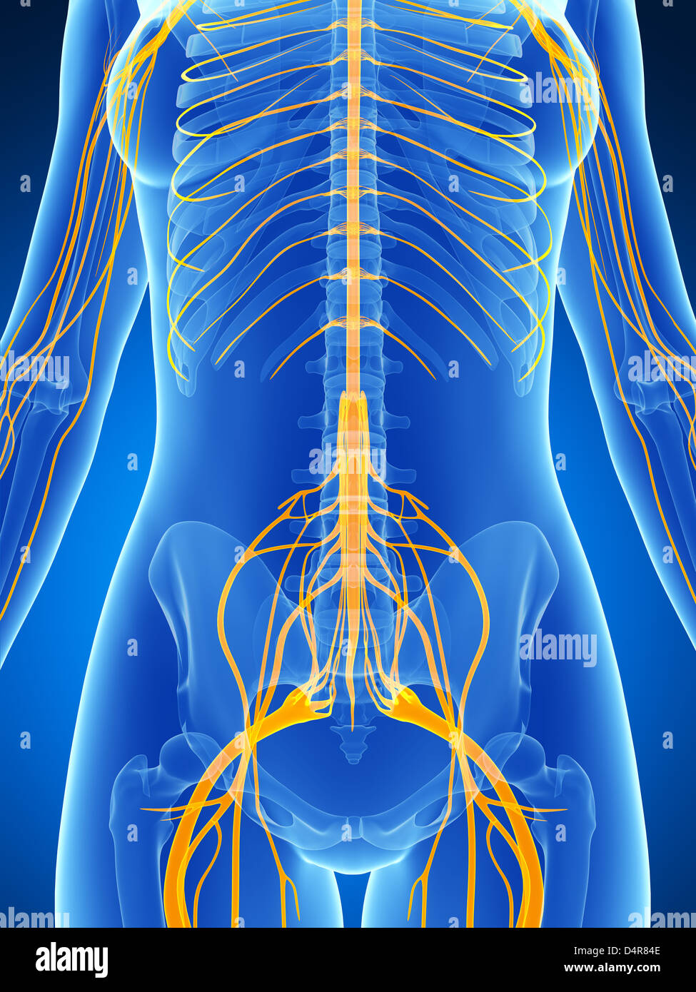 Female nervous system Stock Photo - Alamy