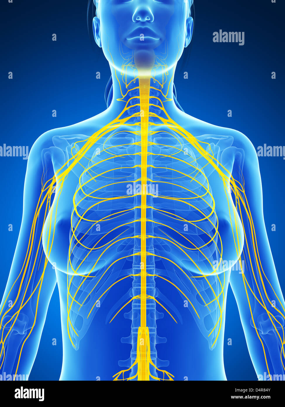 Female nervous system Stock Photo - Alamy