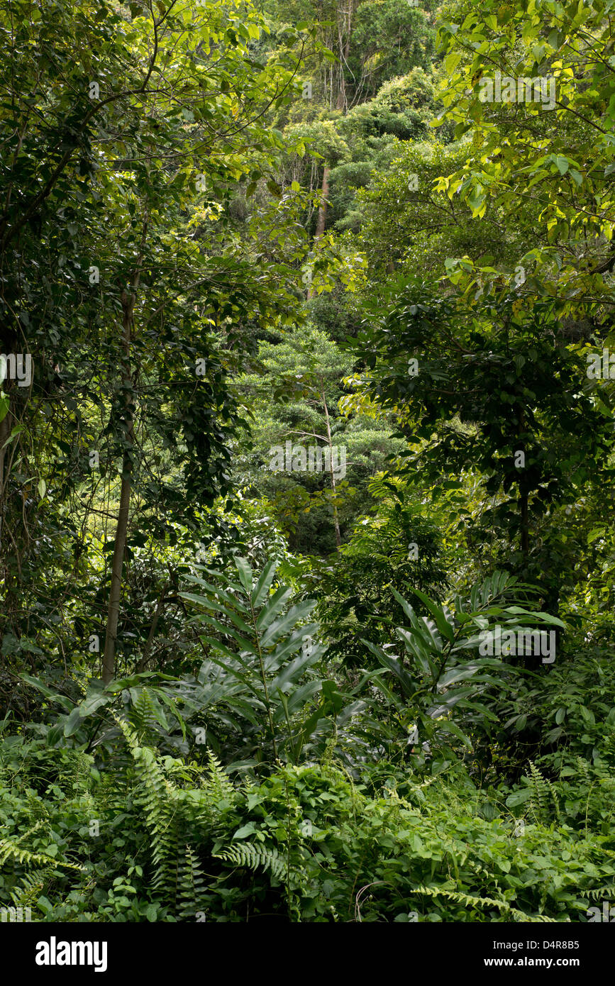Crystal Cascades, Redlynch Valley, Cairns, North Queensland, Australia ...