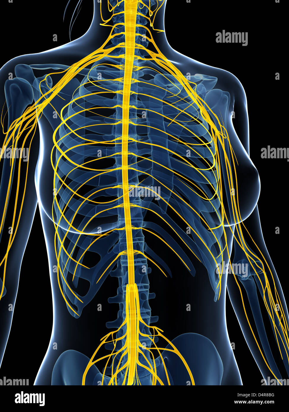 Nervous System Diagram Stock Photos & Nervous System Diagram Stock ...