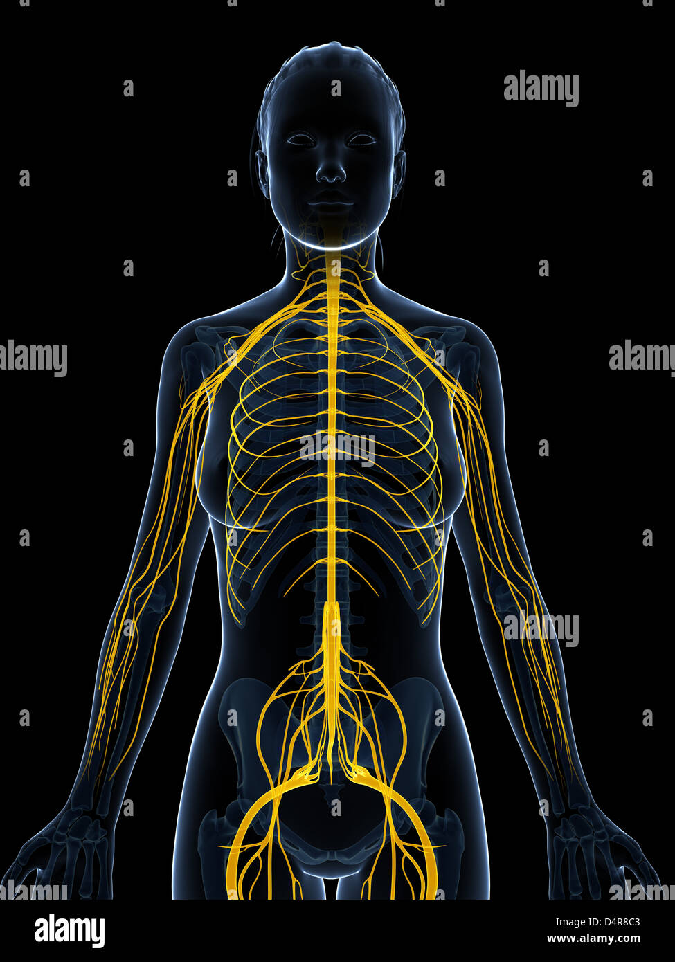 Female nervous system Stock Photo - Alamy