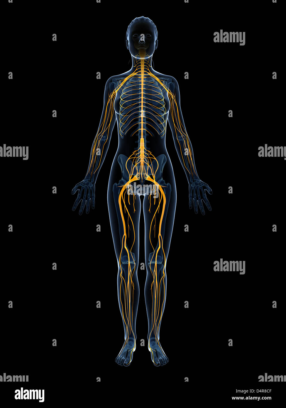 Nervous System Diagram Stock Photos & Nervous System Diagram Stock ...
