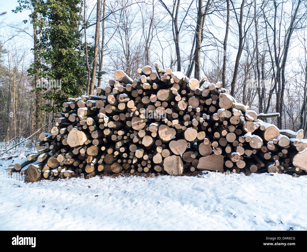 pile of wood in the forest Stock Photo - Alamy