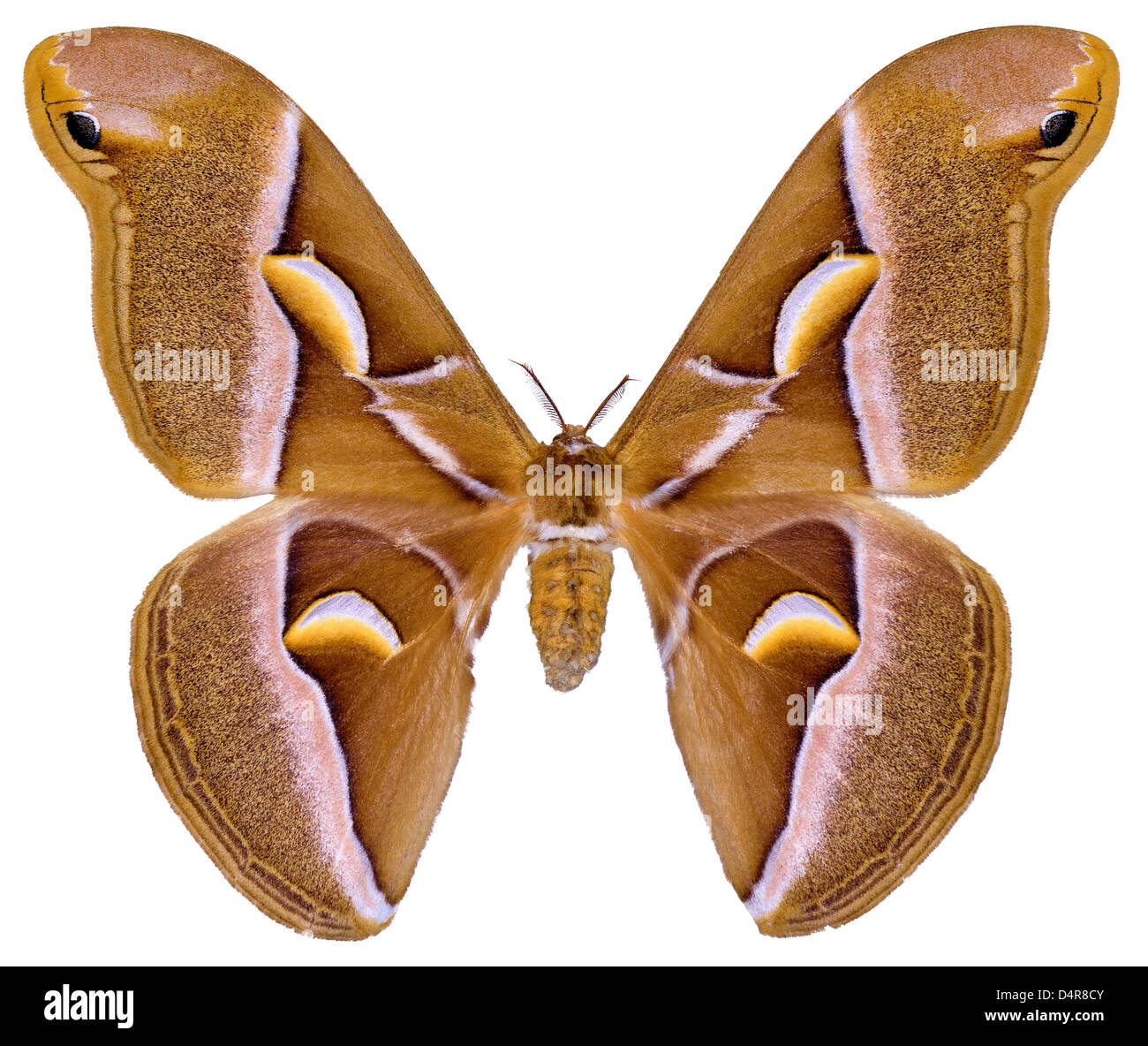Ailanthus silkmoth butterfly (Samia cynthia) isolated on white ...