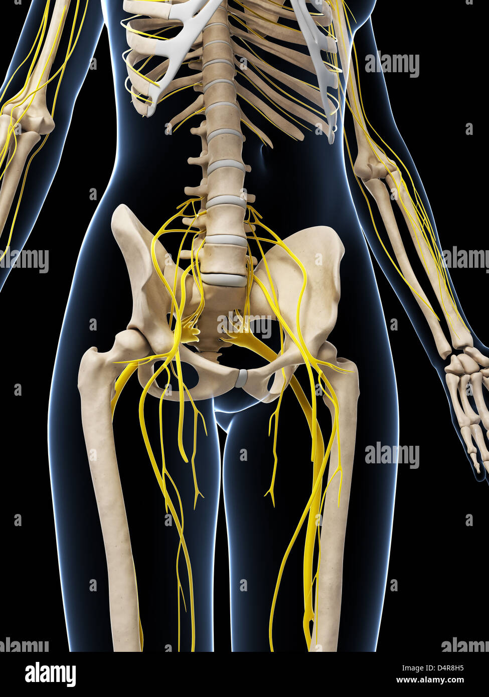 Female nervous system Stock Photo - Alamy